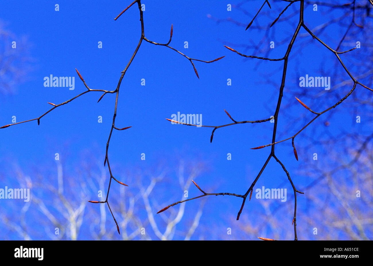 Beech tree Fagus sylvatica Twigs with buds closed Lancashire Stock ...