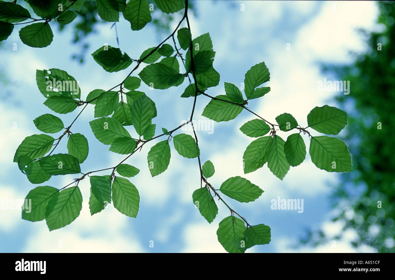 Beech tree Fagus sylvatica Twigs with new leaves Lancashire Stock Photo ...