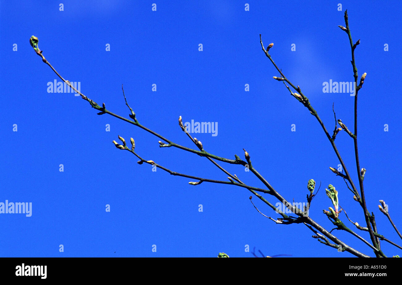 Rowan Sorbus aucuparia Buds closed Lancashire Stock Photo - Alamy
