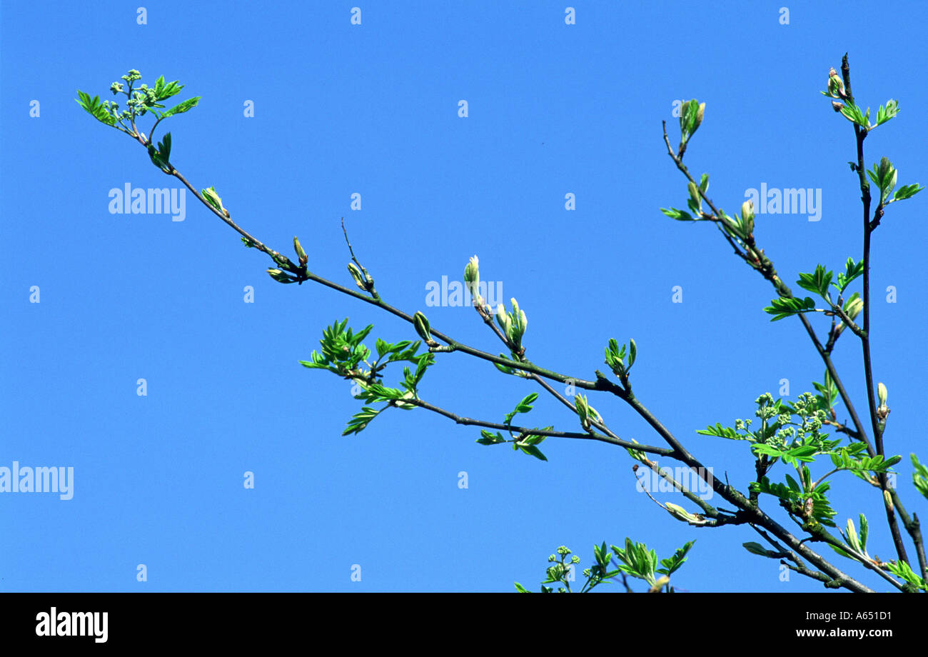 Rowan Sorbus aucuparia Buds opening Lancashire Stock Photo - Alamy