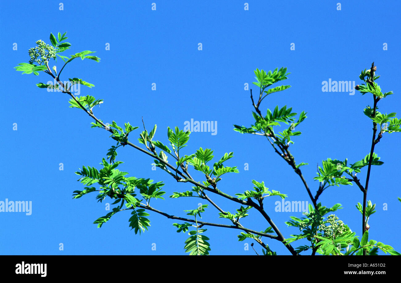 Rowan Sorbus aucuparia Buds almost open Lancashire Stock Photo - Alamy