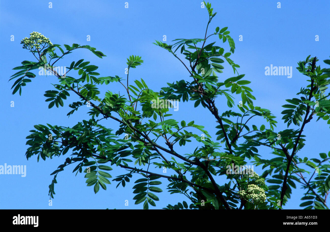 Rowan Sorbus aucuparia Buds open Lancashire Stock Photo - Alamy