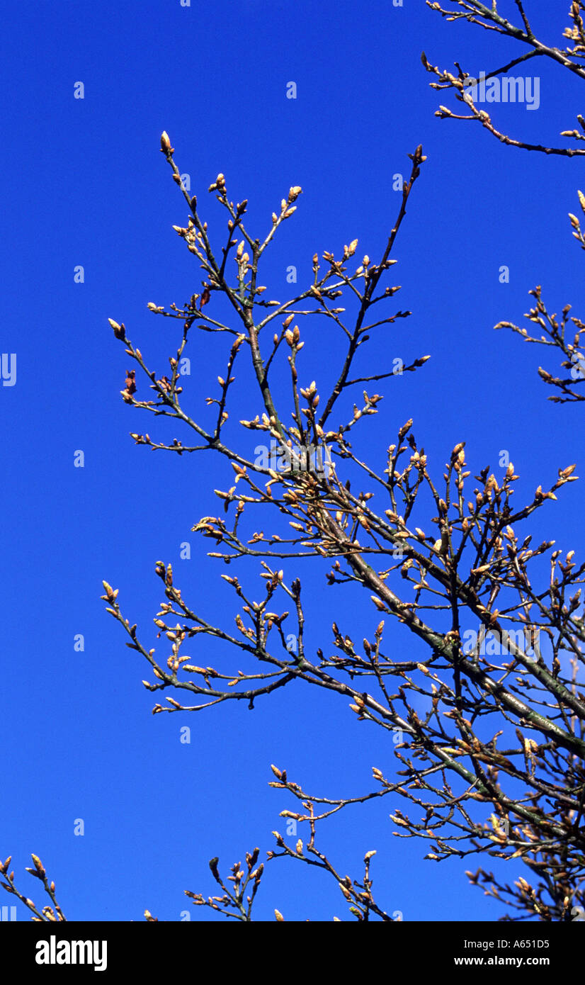 Sessile Oak Quercus petraea twigs with buds closed Stock Photo - Alamy