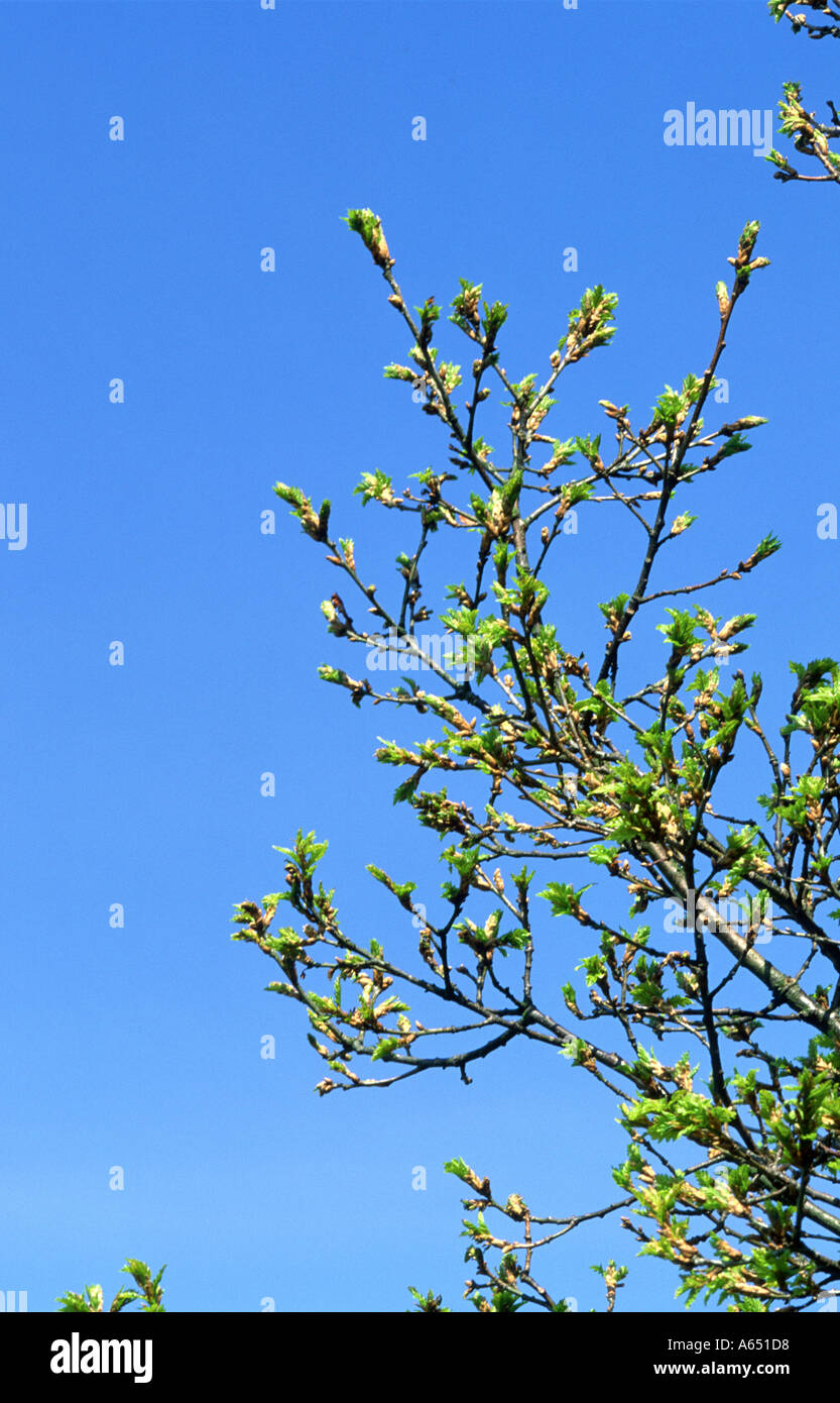 Sessile Oak Quercus petraea twigs with buds opening Lancashire Stock ...