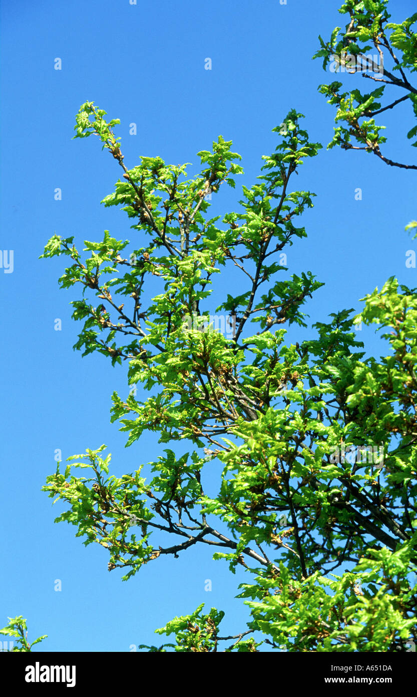 Sessile Oak Quercus petraea twigs with buds almost open Lancashire ...