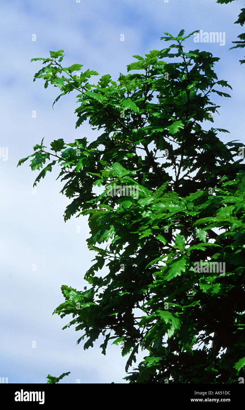 Sessile Oak Quercus petraea twigs with buds fully open Lancashire Stock ...