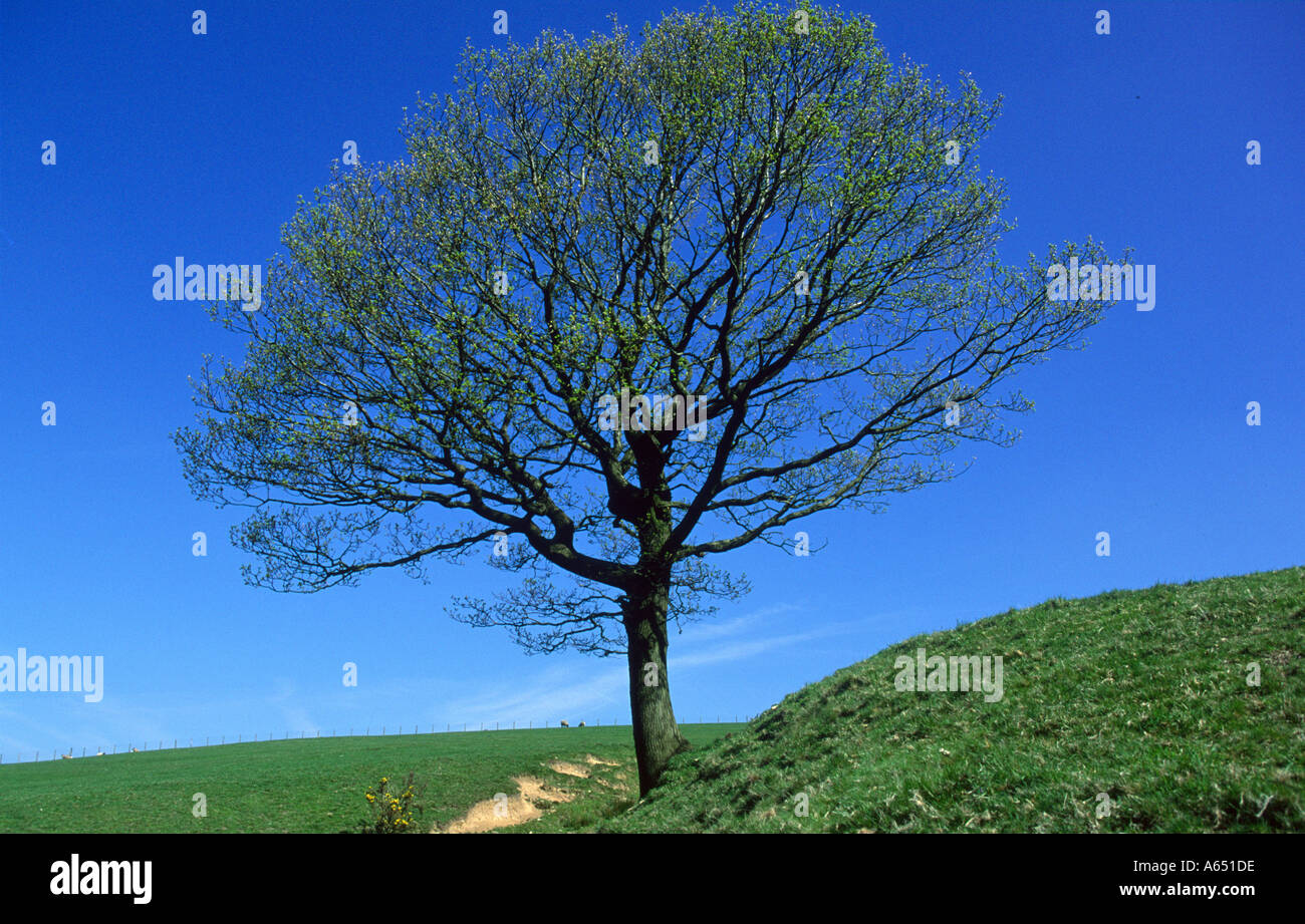 Sessile Oak Quercus petraea Buds closed Lancashire Stock Photo - Alamy