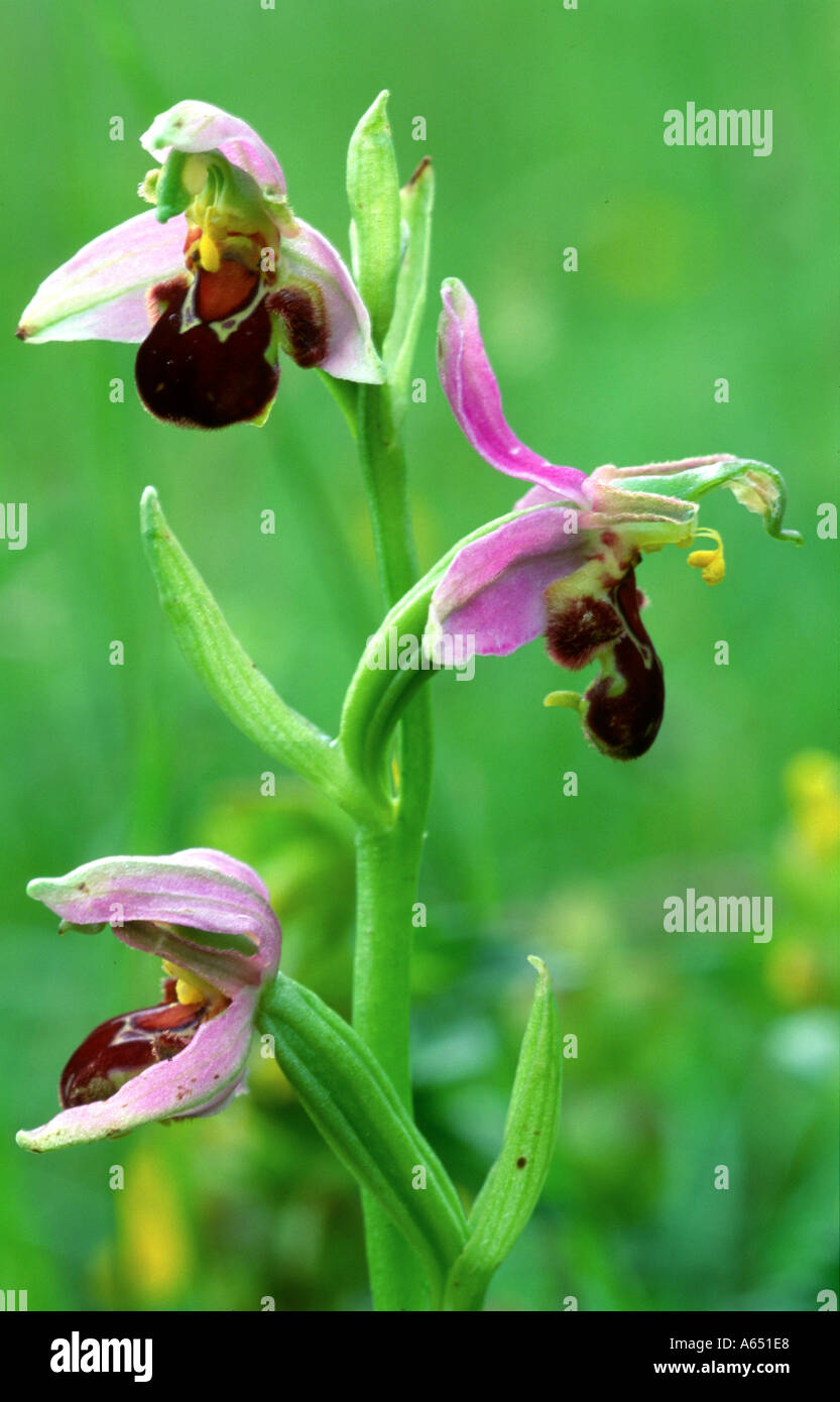 Bee Orchid flower Orphrys apifera Stock Photo - Alamy
