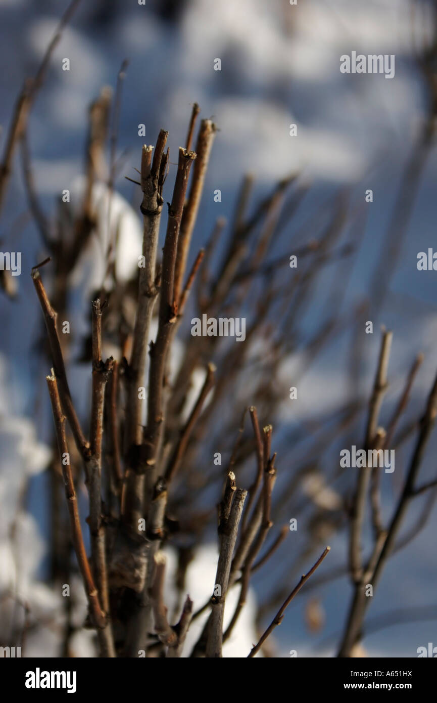 Willows salix sp hi-res stock photography and images - Alamy
