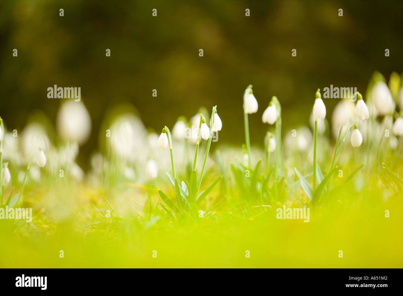 Spring snowdrop flowers in grass Stock Photo - Alamy