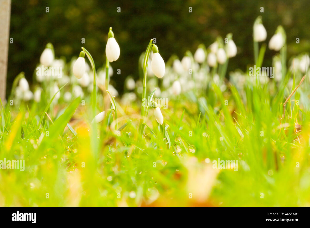 Spring snowdrop flowers in grass Stock Photo - Alamy