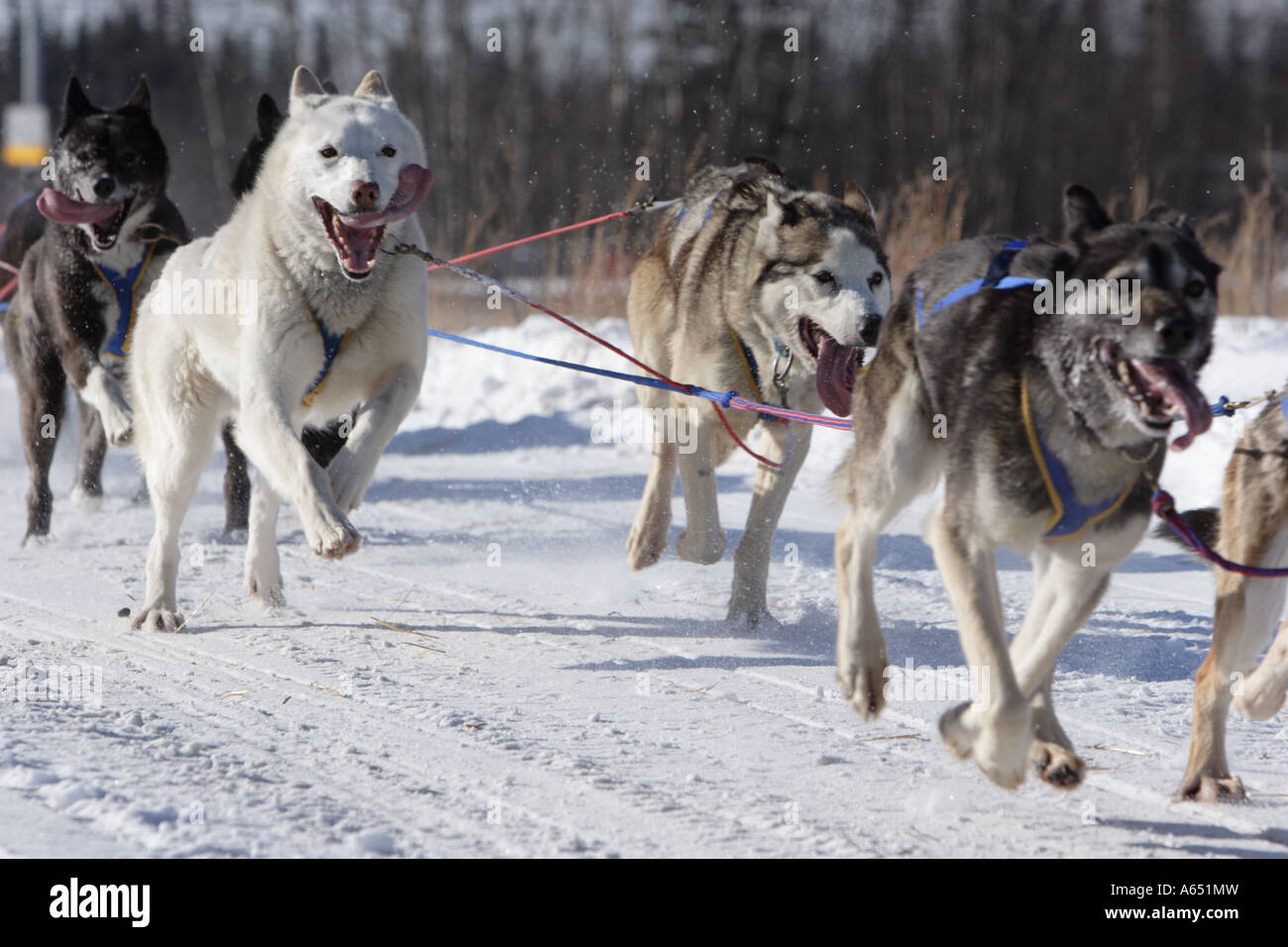 A team of dogs runs in the 2007 Open North American Sled Dog Race ...