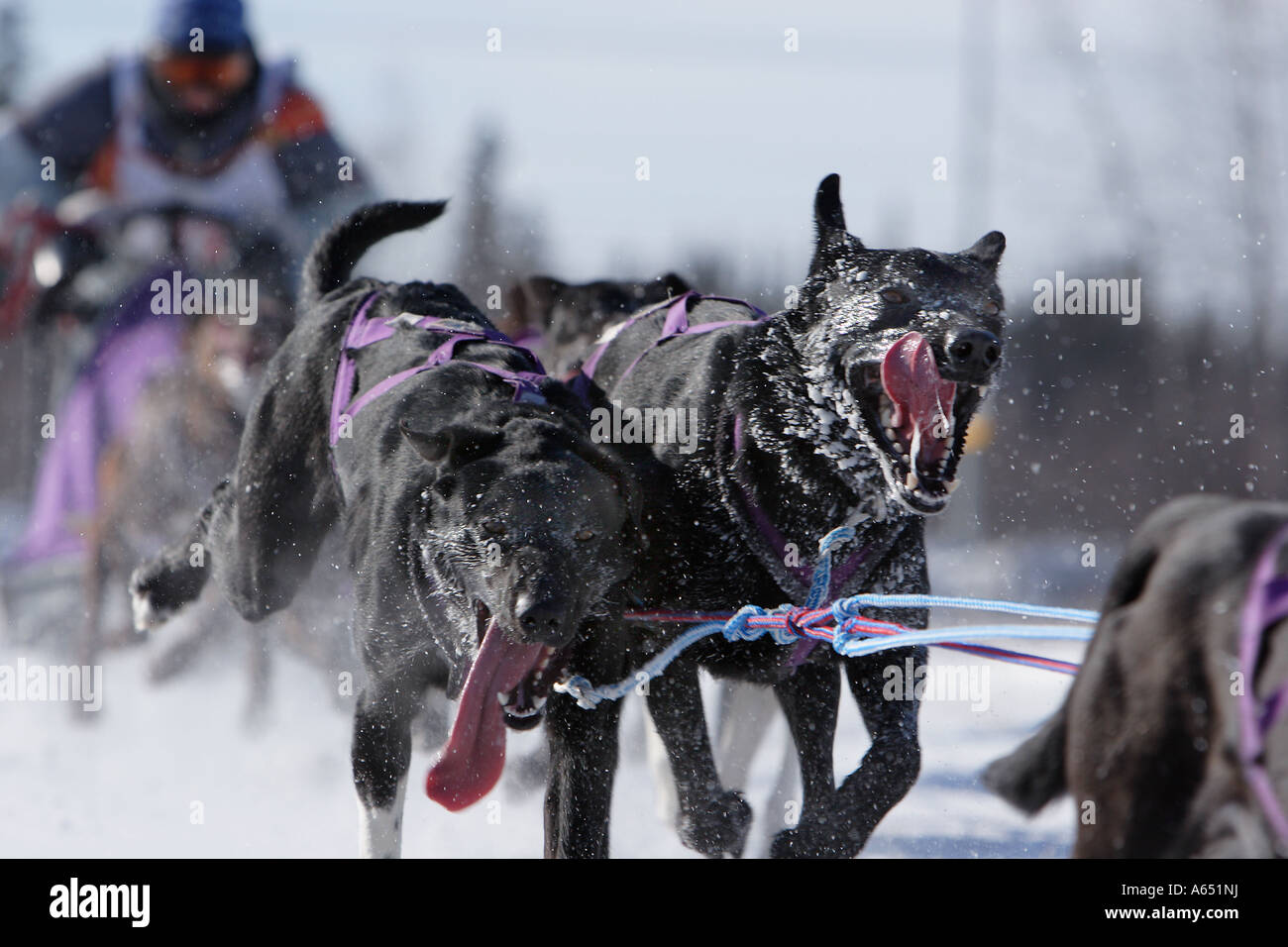 A musher and his team race in the 2007 Open North American ...