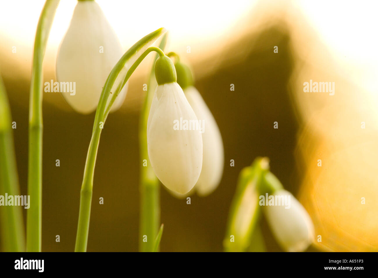 Spring snowdrop flowers in grass Stock Photo - Alamy