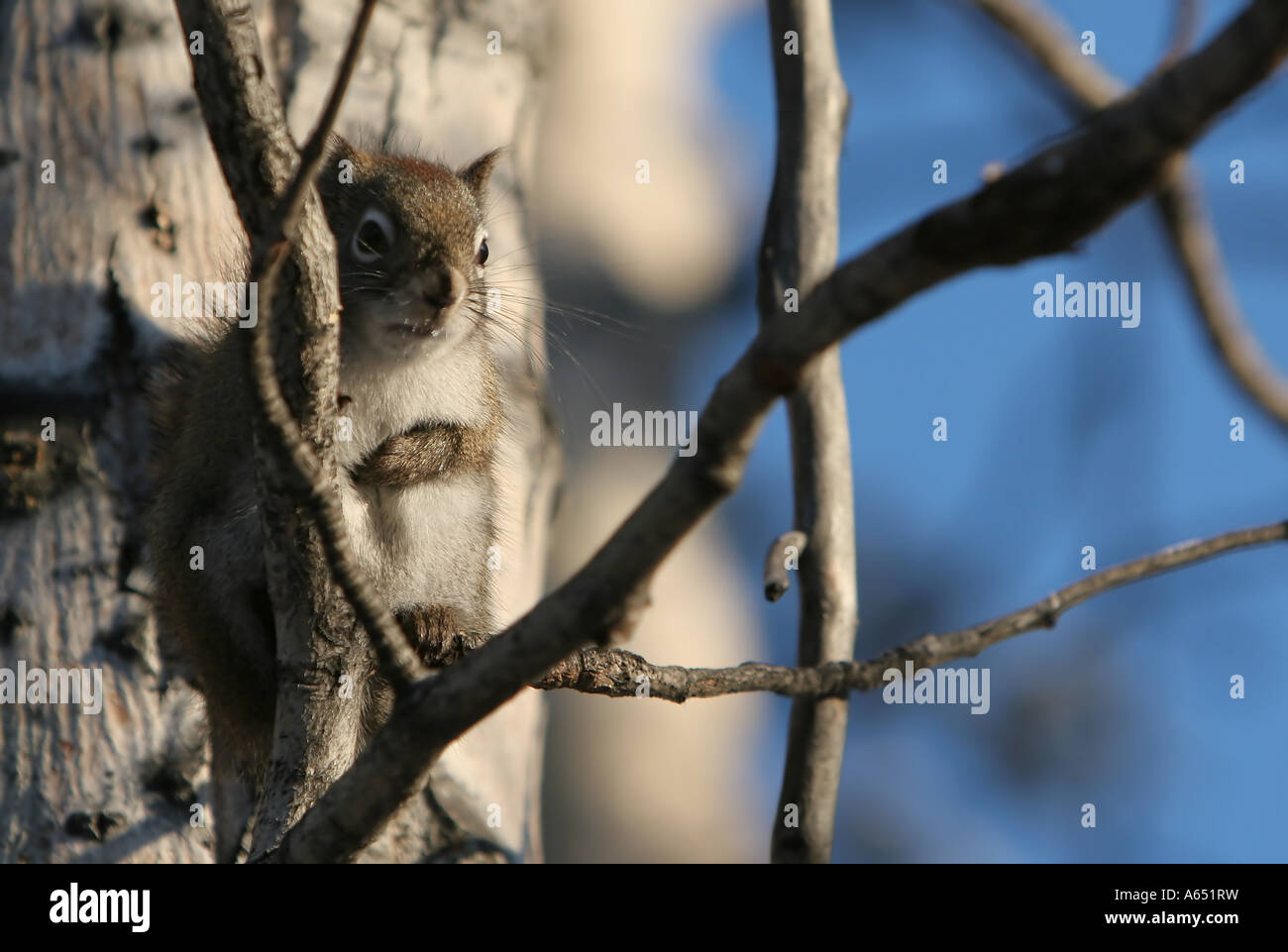 A North American Red Squirrel (Tamiasciurus hudsonicus) in a Balsam ...