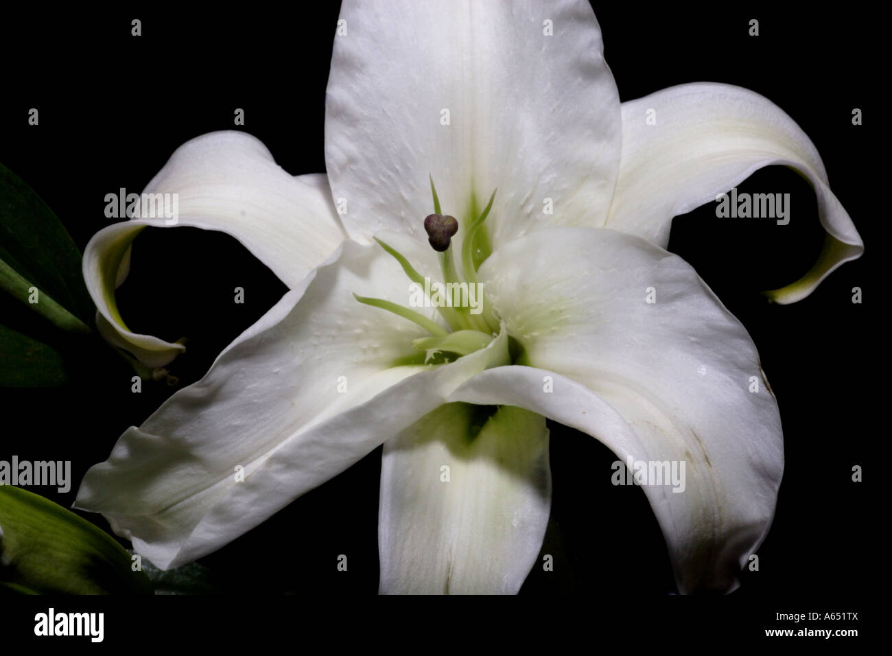 An Easter Lilly (Lilium longiflorum) against a black background Stock ...