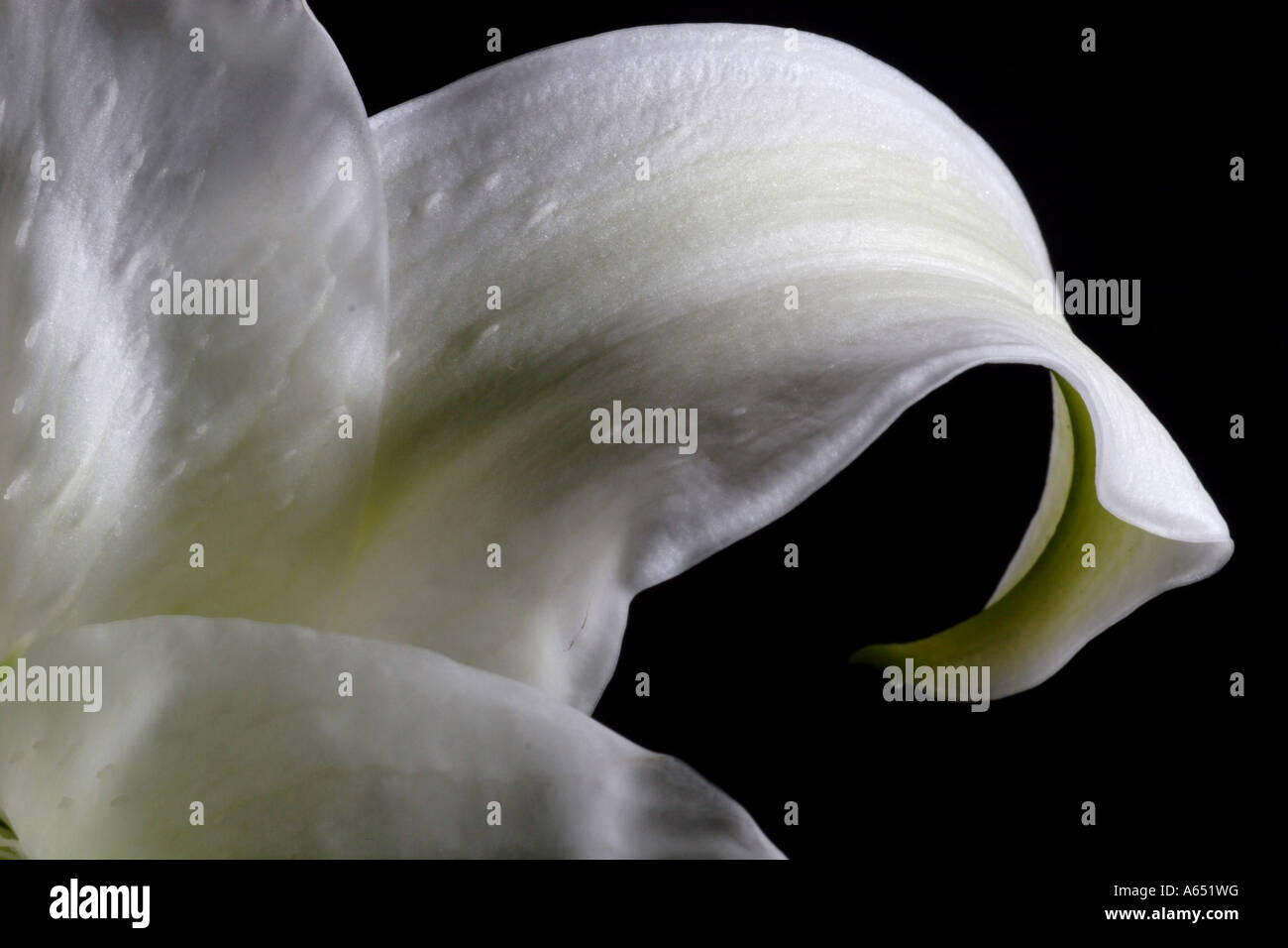 The curled petals of an Easter Lilly (Lilium longiflorum) against a ...