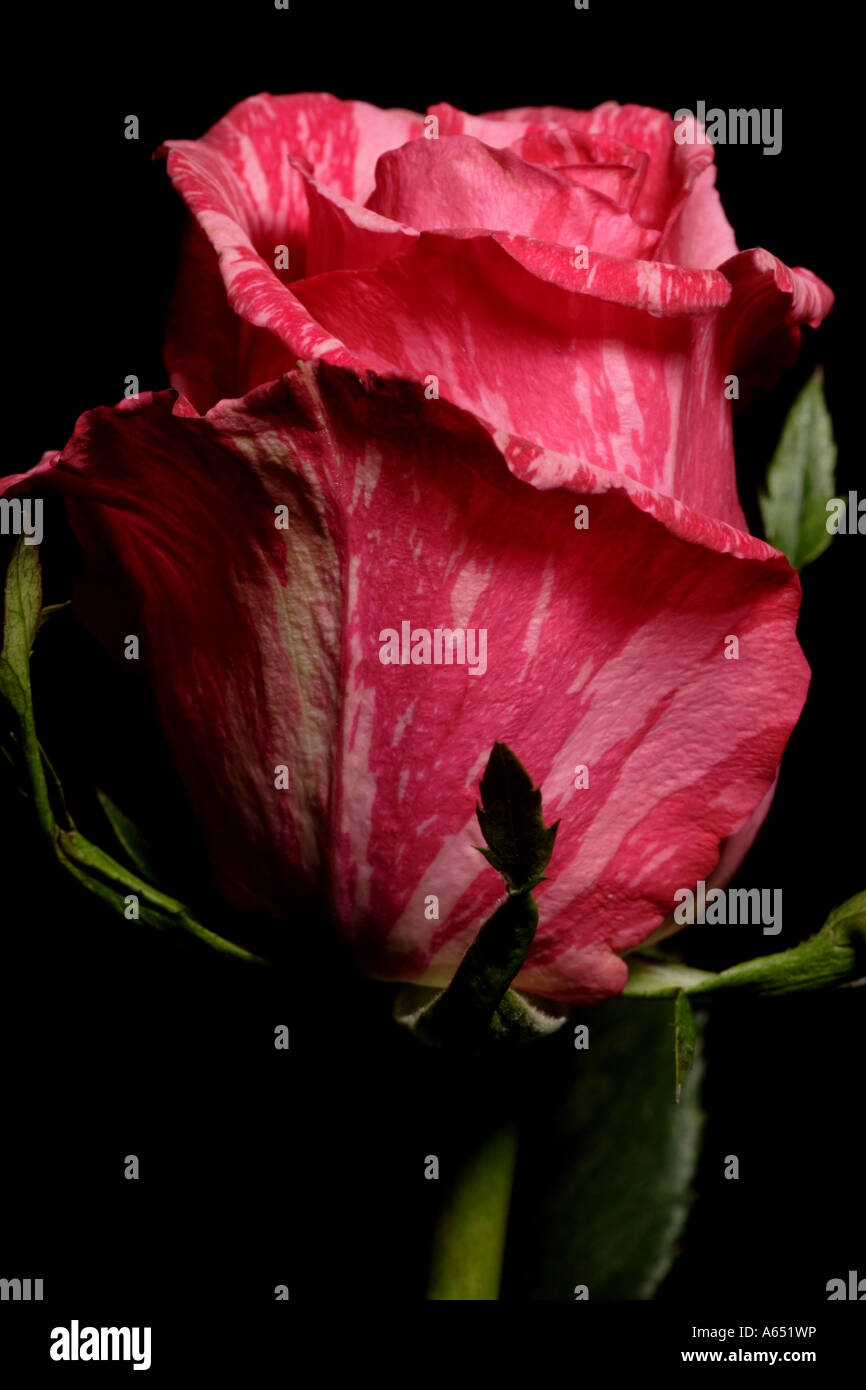 Speckled rose hi-res stock photography and images - Alamy