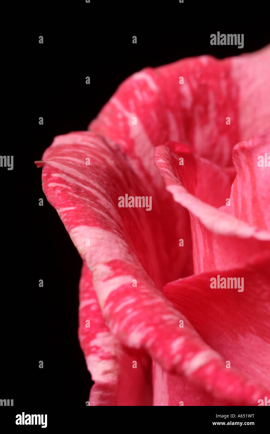 A vertical closeup of the top of a rose against a black background ...