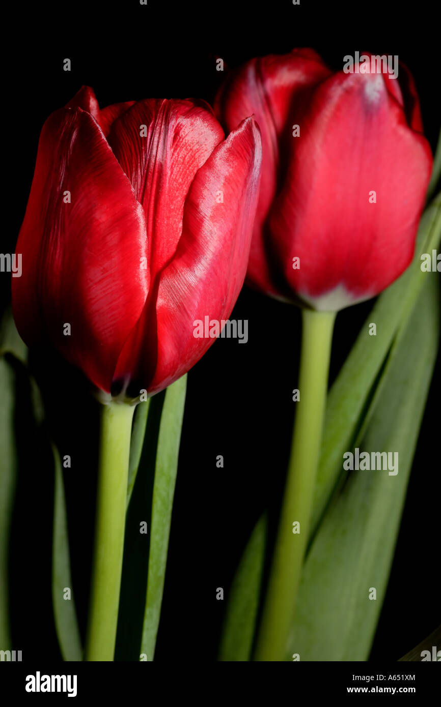Two red tulips (Tulipa sp.) showing stems vertical Stock Photo - Alamy