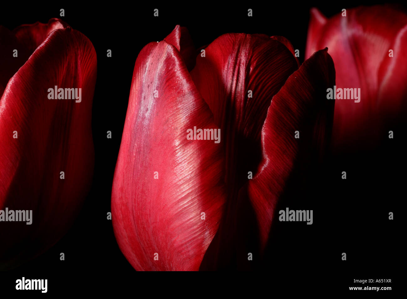 Three red tulips (Tulipa sp.) close-up against a black background Stock ...
