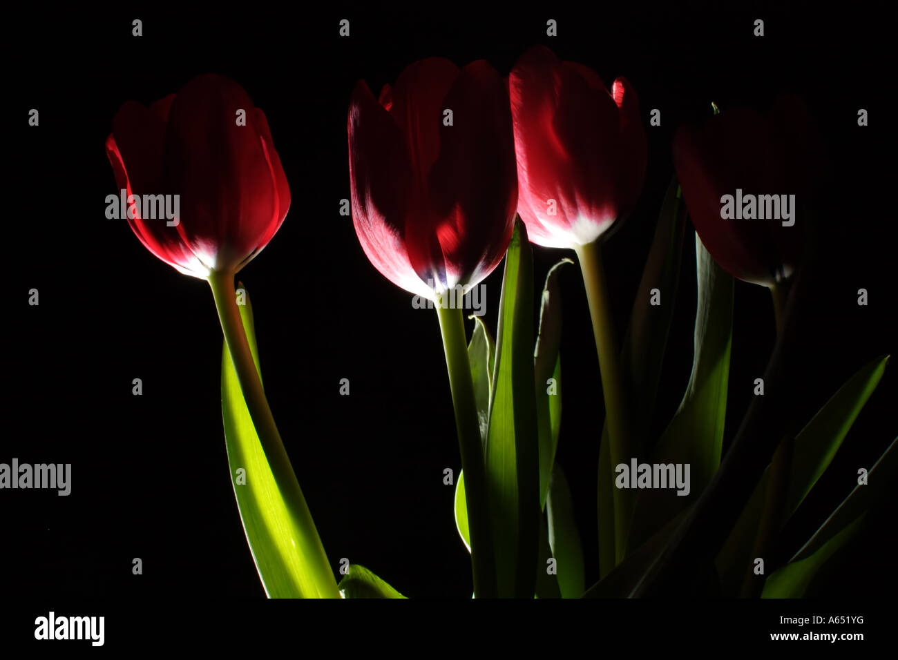 Red tulips (Tulipa sp.), backlit on a black background Stock Photo - Alamy