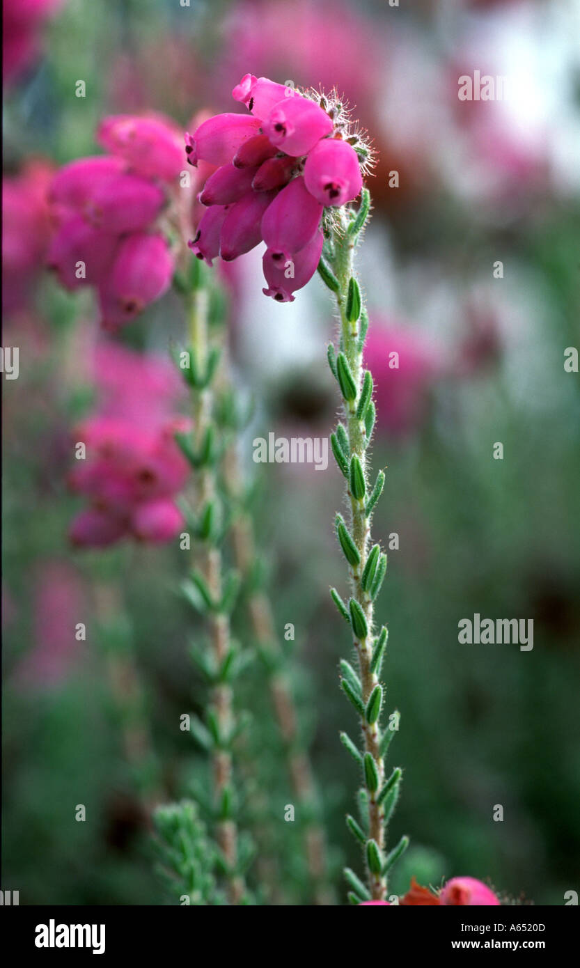 Cross leaved Heath Erica tetralix Thursley Common Stock Photo - Alamy