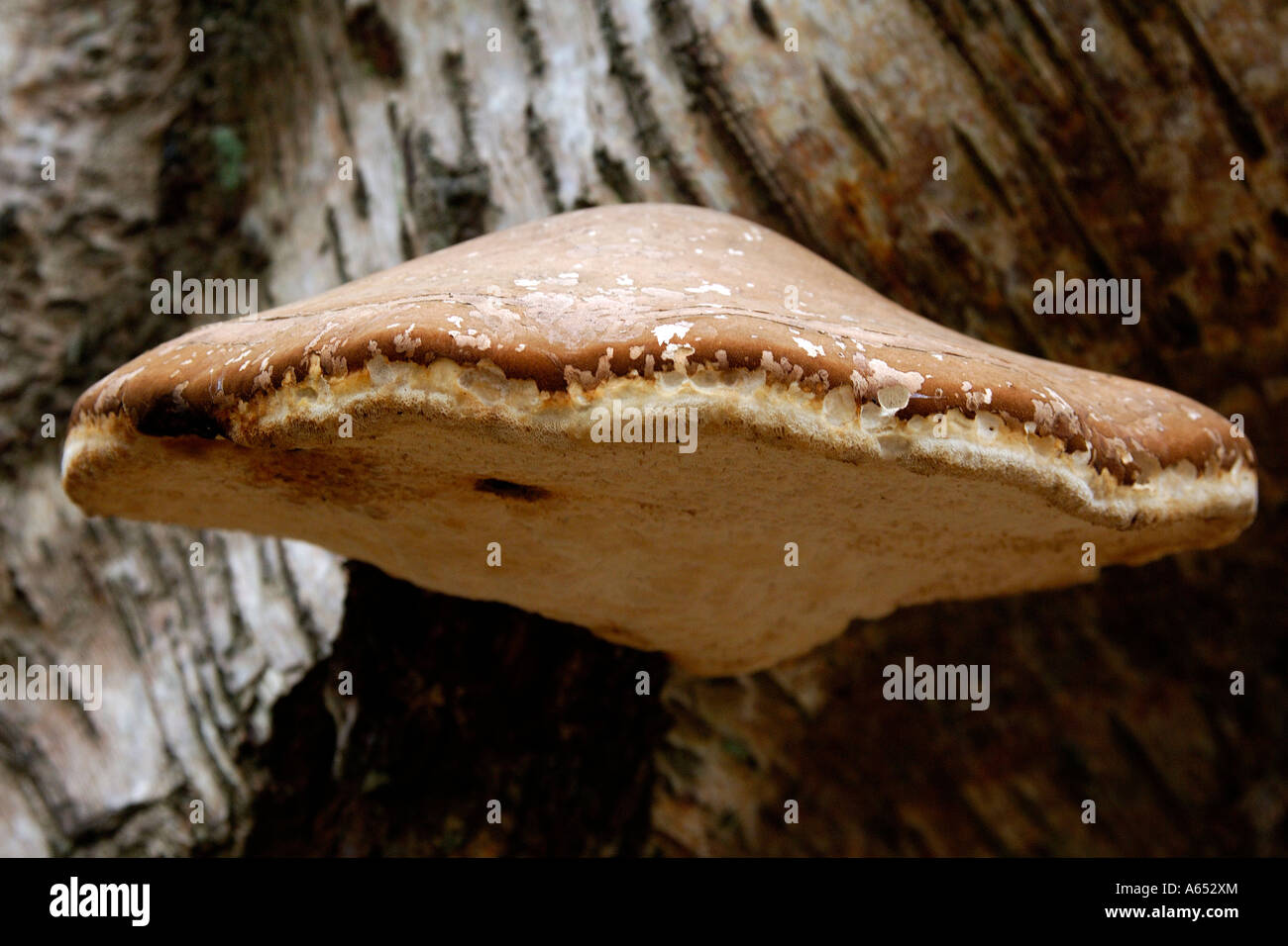 Single Birch Polypore fungus Piptoporus betulinus growing on a mossy ...