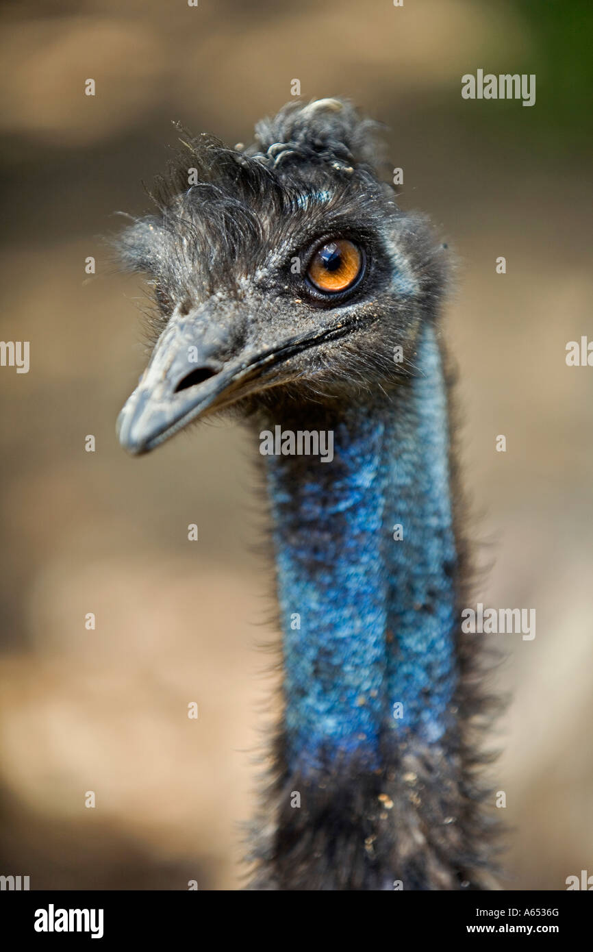 Australian coat of arms hi-res stock photography and images - Alamy