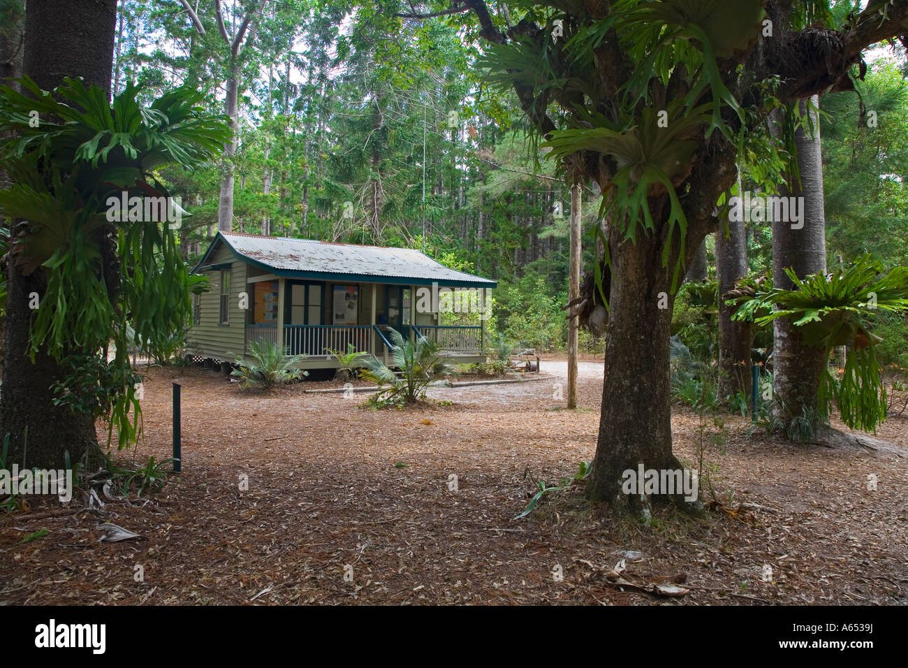 The old logging camp of Central Station in Fraser Island's inland ...