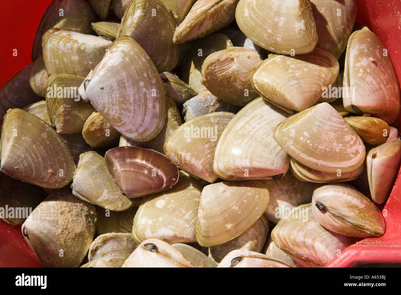 A bucket of Pippis, a shellfish, dug from beach sands Stock Photo - Alamy