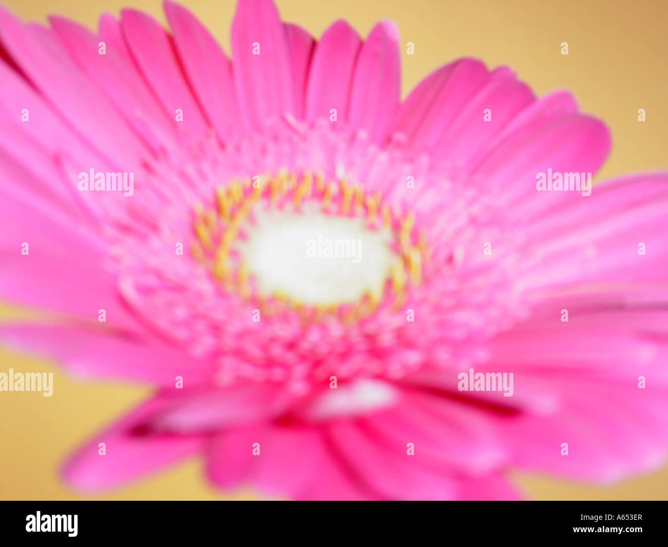 A Gerbera. Picture by Patrick Steel patricksteel Stock Photo - Alamy