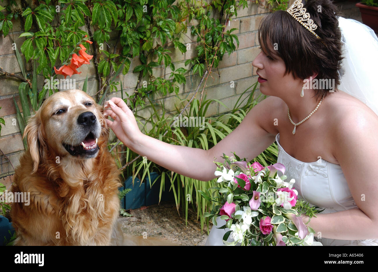 Dog wedding veil hi-res stock photography and images - Alamy