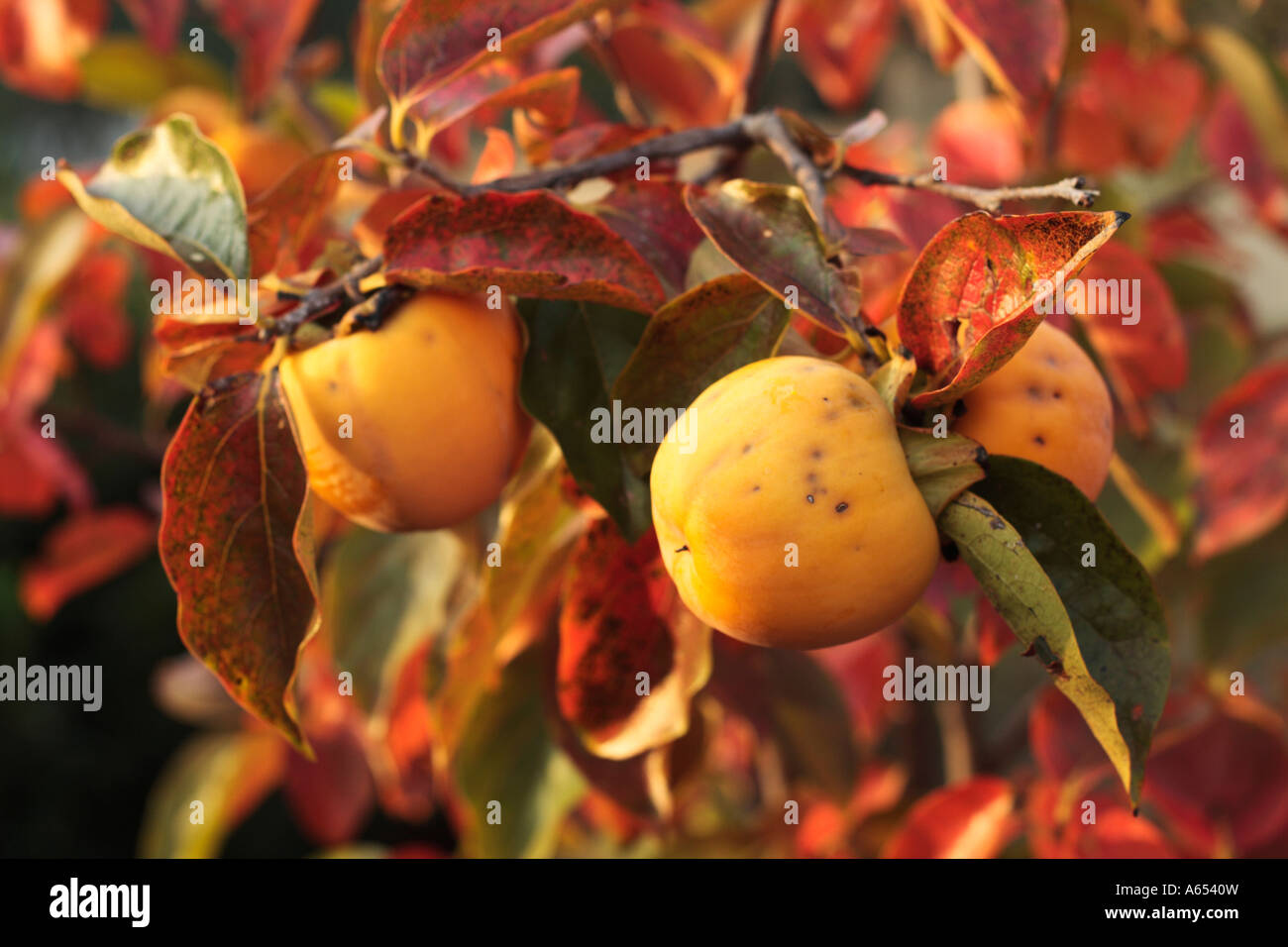 Khaki tree, Slovenia Stock Photo - Alamy