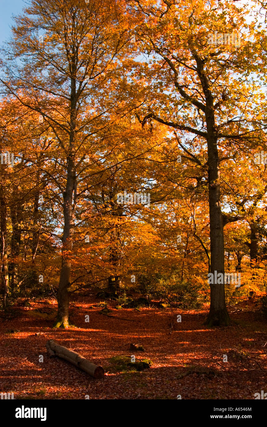 Trees in autumn colour on footpath to Castlehead view point, Keswick ...