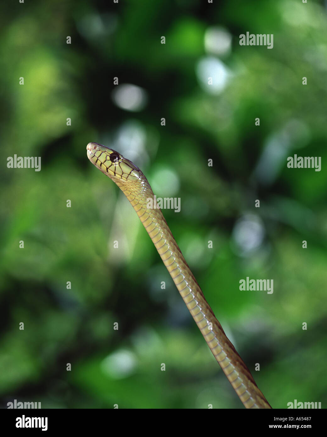 Green mamba snake Stock Photo - Alamy