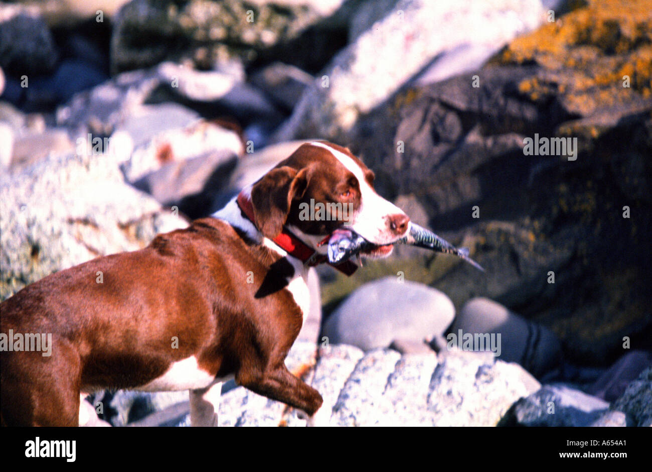 Happy snapper hi-res stock photography and images - Alamy