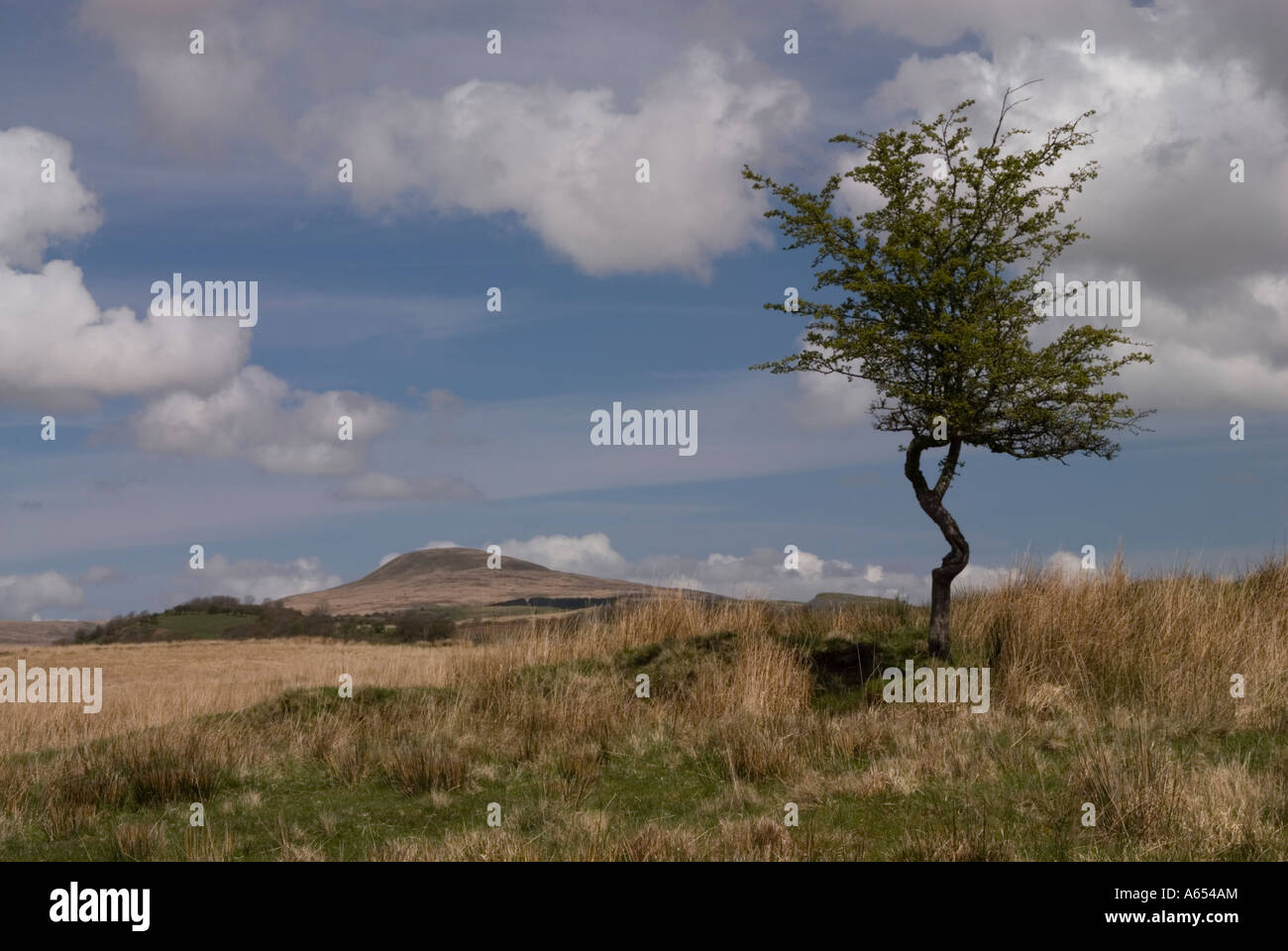 Lone Tree standing on mountainside near Ystradfellte, South Wales. UK ...