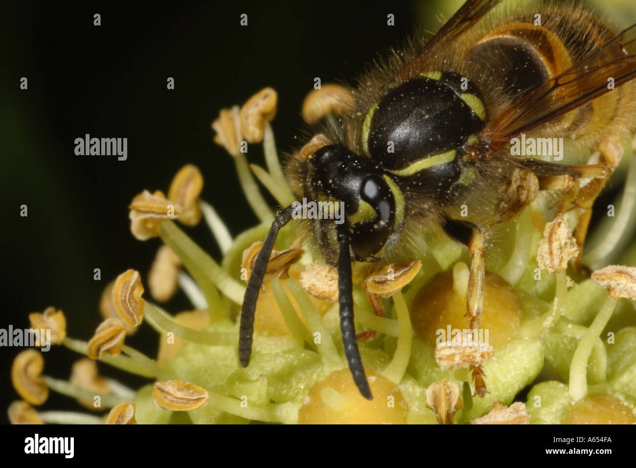 Wasp on ivy flower. UK Stock Photo - Alamy