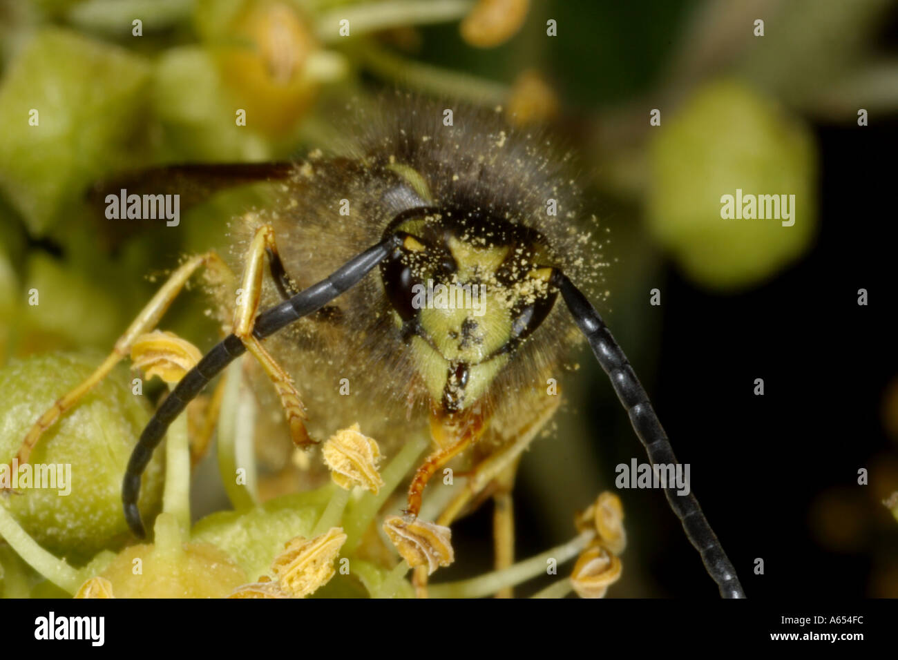 A Common Wasp, Vespula vulgaris, on an Ivy flower. UK Stock Photo - Alamy