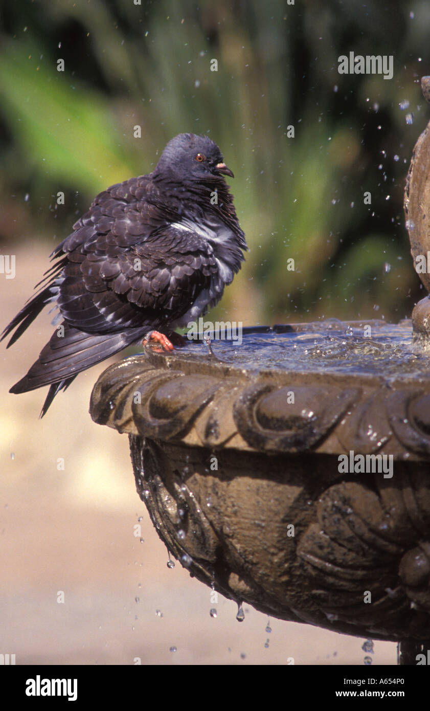Mission of the swallow hi-res stock photography and images - Alamy