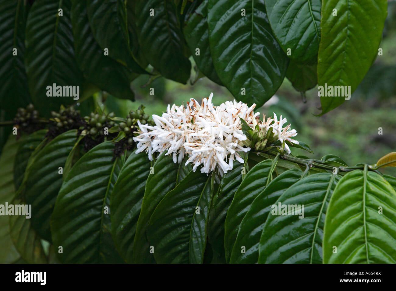 A coffee bush in flower displays its distinct white flower The ...