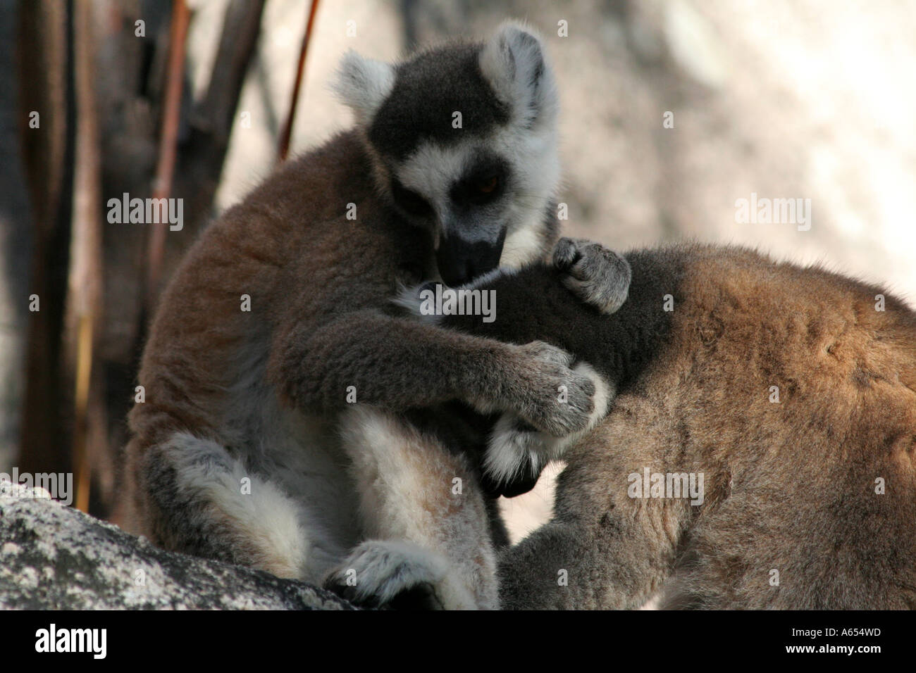 Lemur madagascar grooming hi-res stock photography and images - Alamy