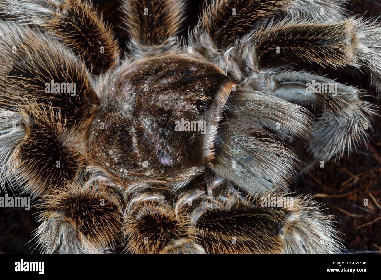 Chile Rose Tarantula Grammostola rosea. Captive. UK Stock Photo - Alamy