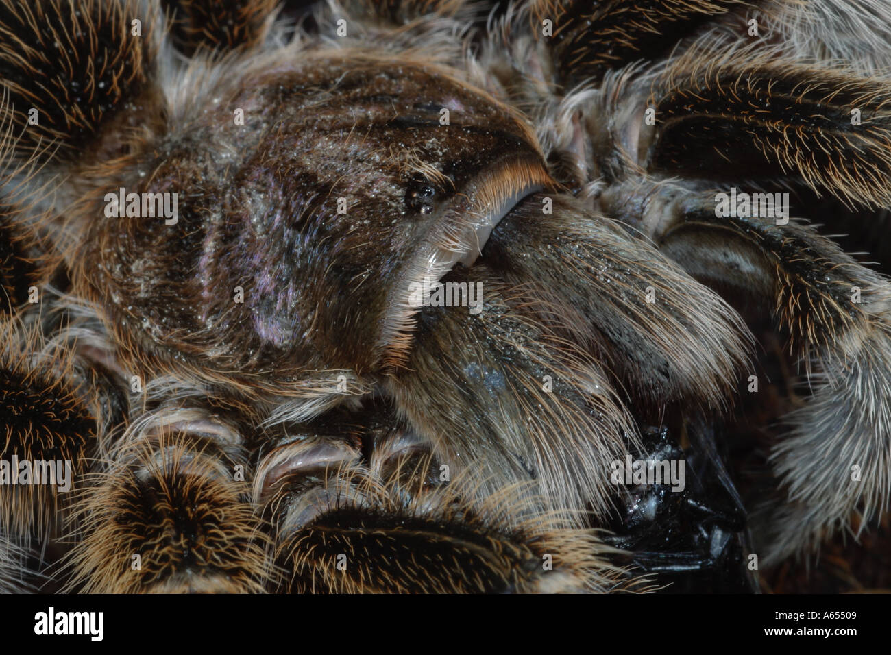 Chile Rose Tarantula Grammostola rosea. Captive. UK Stock Photo - Alamy