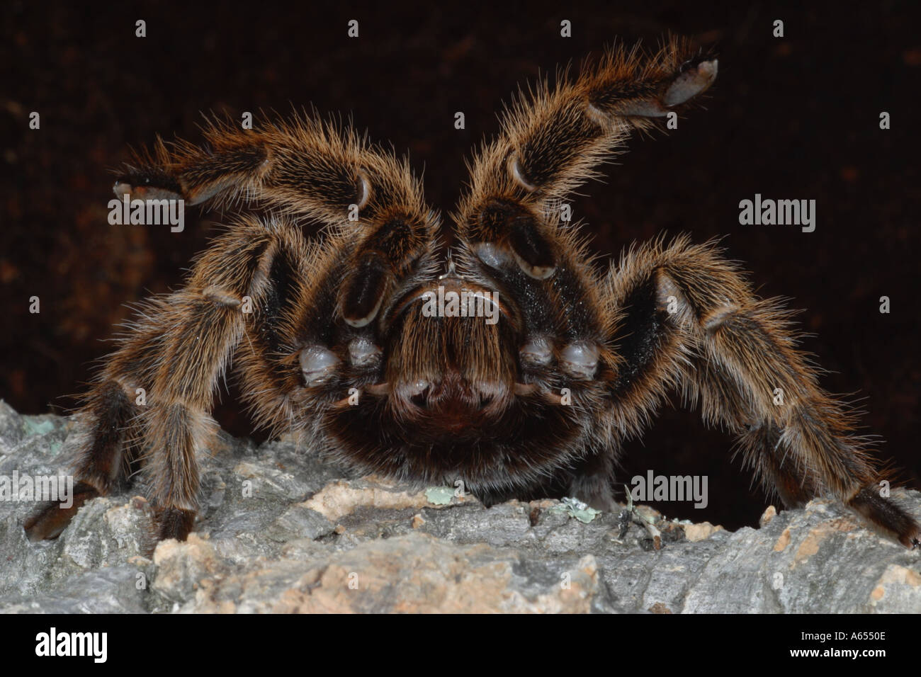 Chile Rose Tarantula Grammostola rosea. Captive. UK Stock Photo - Alamy