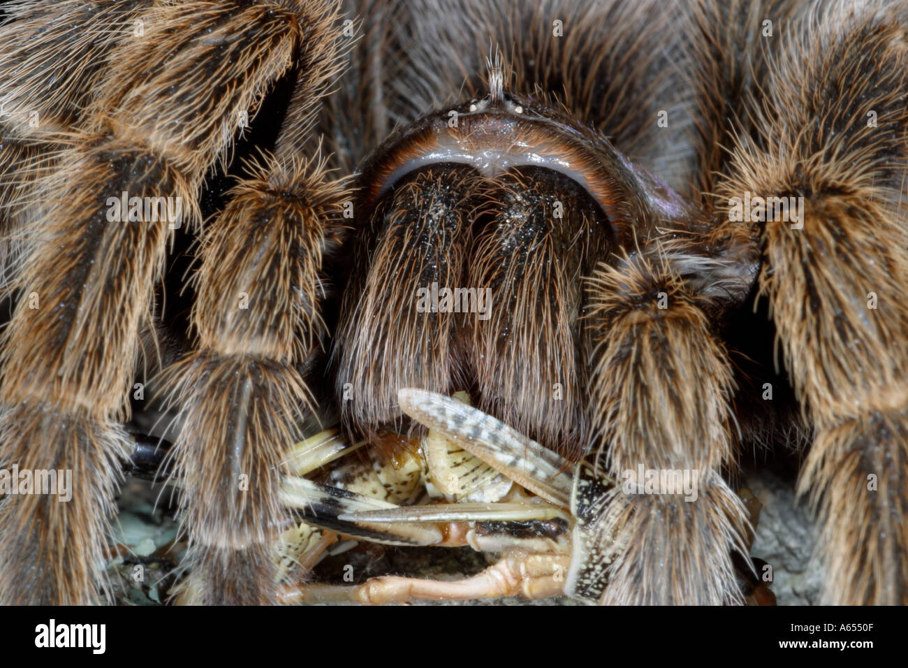 Chile Rose Tarantula Grammostola rosea. Captive. UK Stock Photo - Alamy