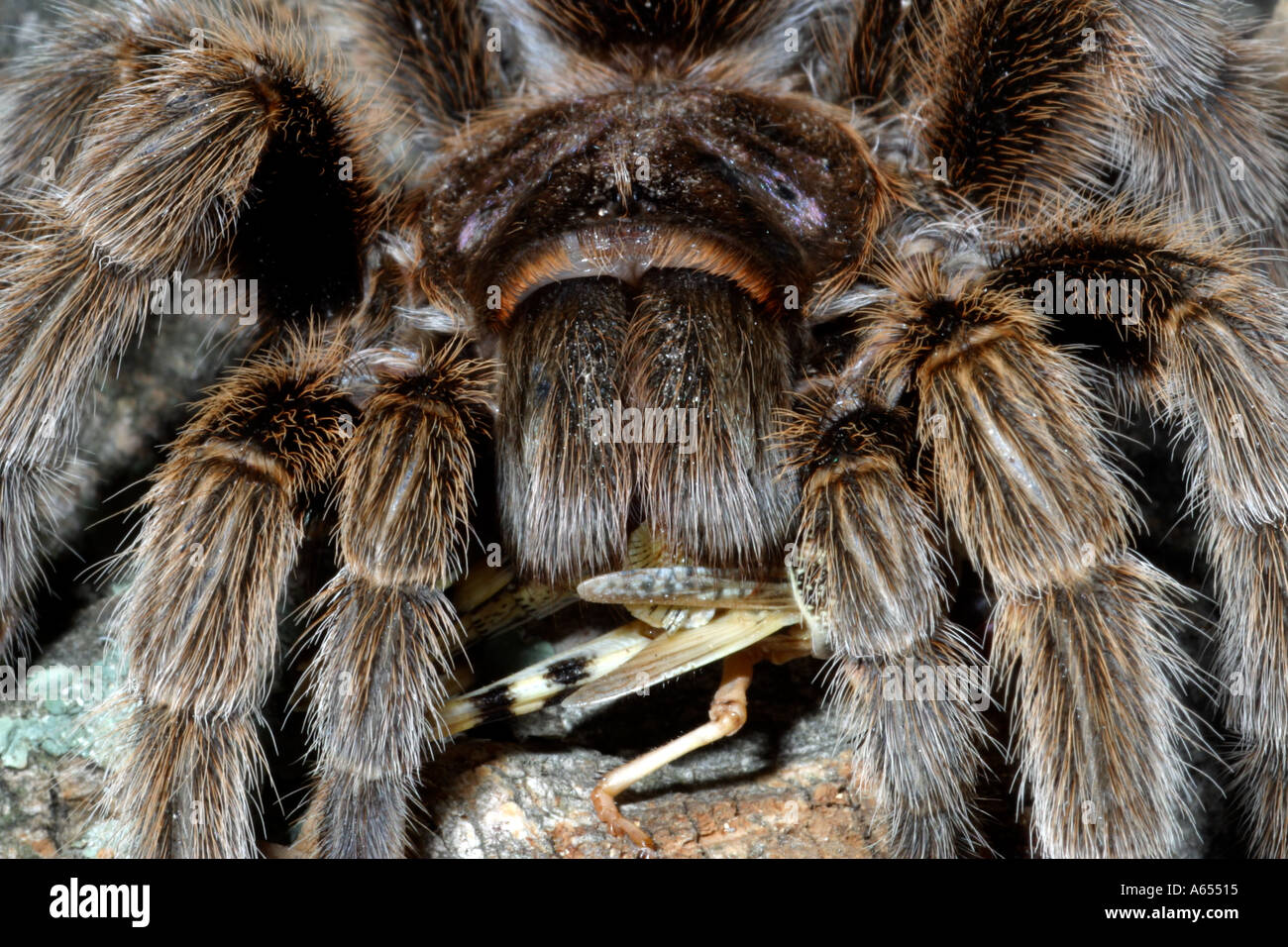 Chile Rose Tarantula Grammostola rosea Captive. UK Stock Photo - Alamy
