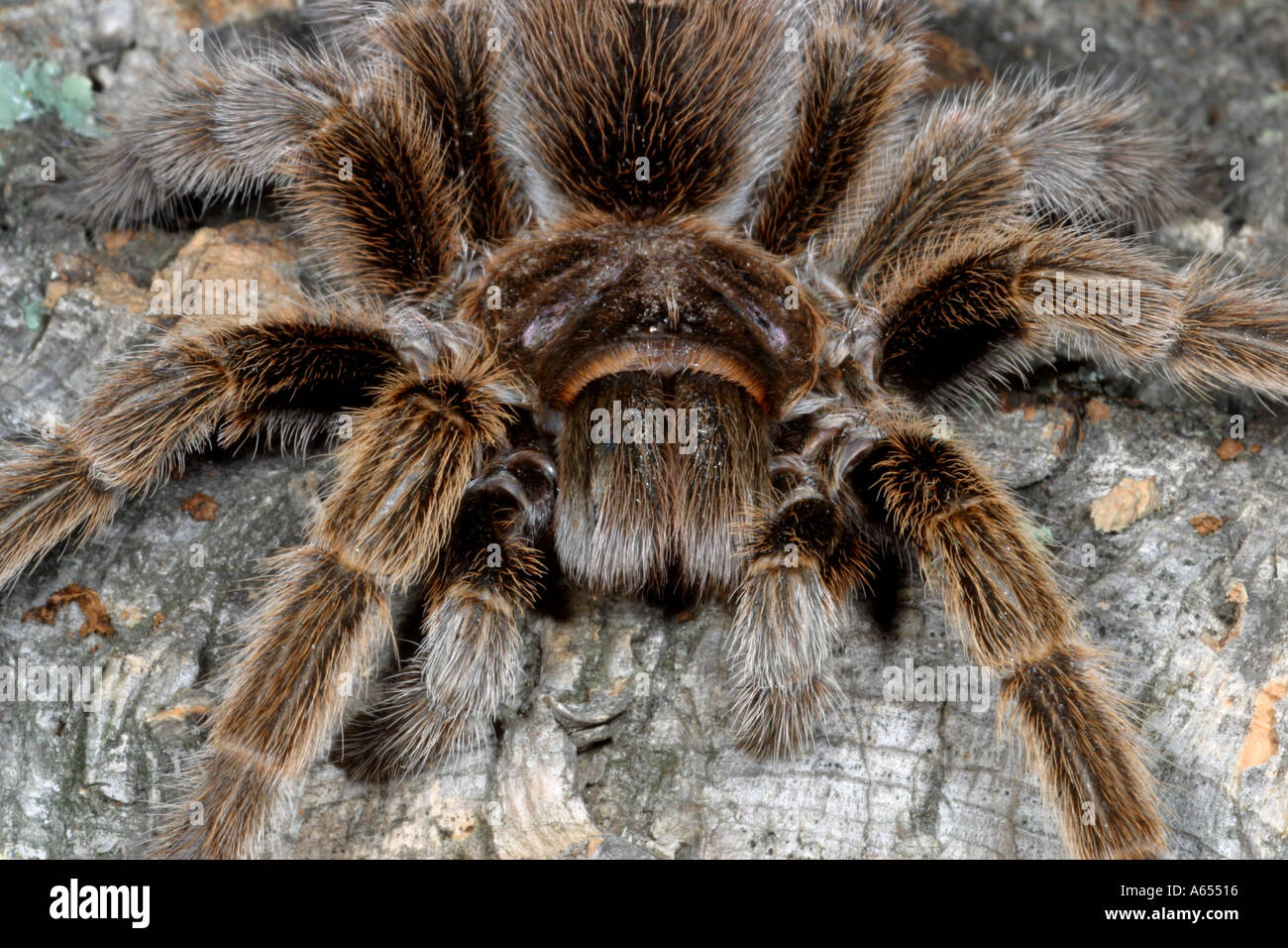 Chile Rose Tarantula Grammostola rosea. Captive. UK Stock Photo - Alamy