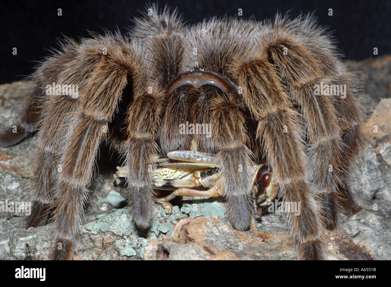 Chile Rose Tarantula Grammostola rosea Stock Photo - Alamy